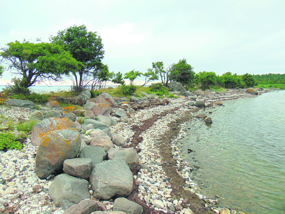 SAARNAKI SAATUS | RMK tahab Saarnaki kinnistutest lahti saada - Hiiu Leht