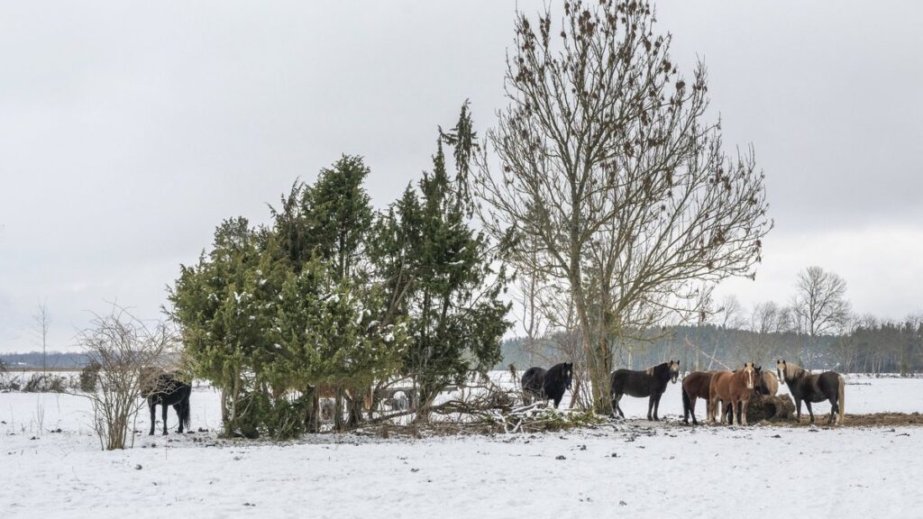 ANNA HÄÄL | Kassari maastikukaitseala kandideerib parima pärandniidu ...